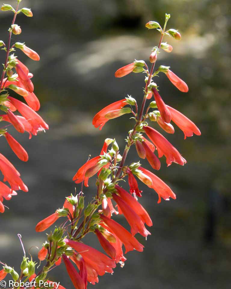 Firecracker penstemon - Waterwise Garden Planner