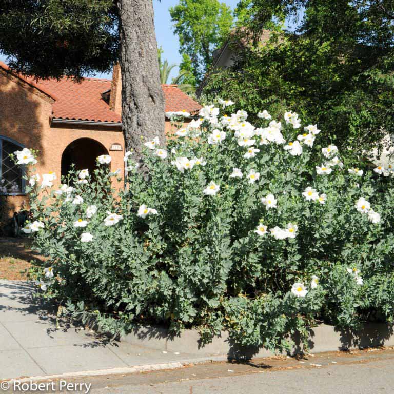 Matilija poppy + cv - Waterwise Garden Planner
