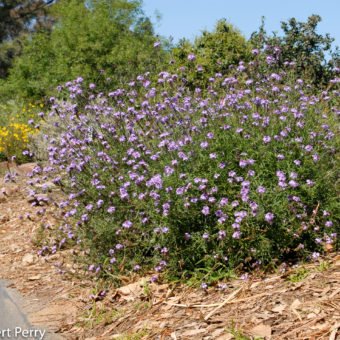 Lilac verbena - Waterwise Garden Planner