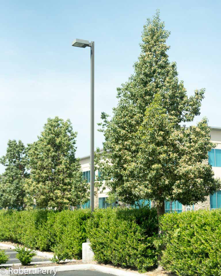 Kurrajong bottle tree - Waterwise Garden Planner