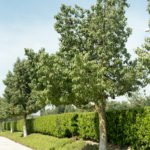 Kurrajong bottle tree - Waterwise Garden Planner