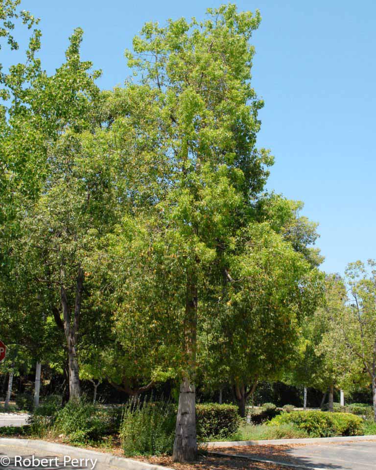Kurrajong bottle tree - Waterwise Garden Planner