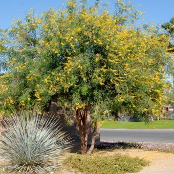 Cascalote - Waterwise Garden Planner