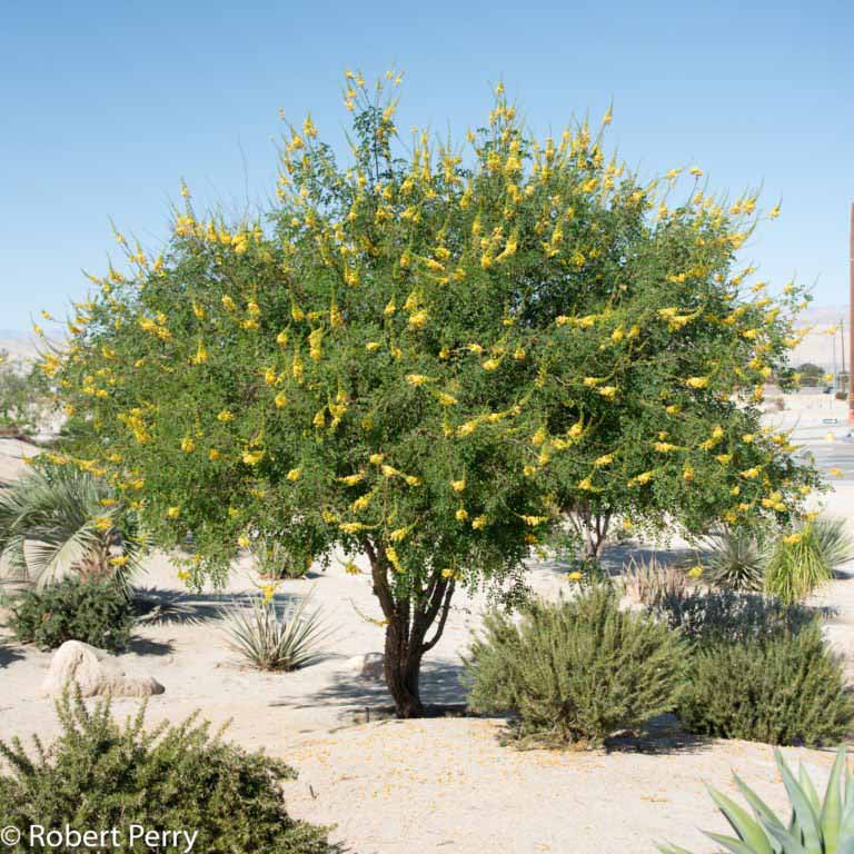 Cascalote - Waterwise Garden Planner