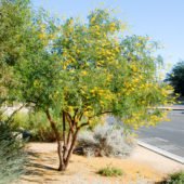 Cascalote - Waterwise Garden Planner