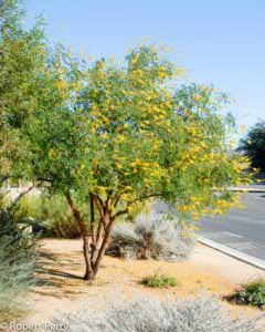 Cascalote - Waterwise Garden Planner