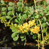 Cascalote - Waterwise Garden Planner