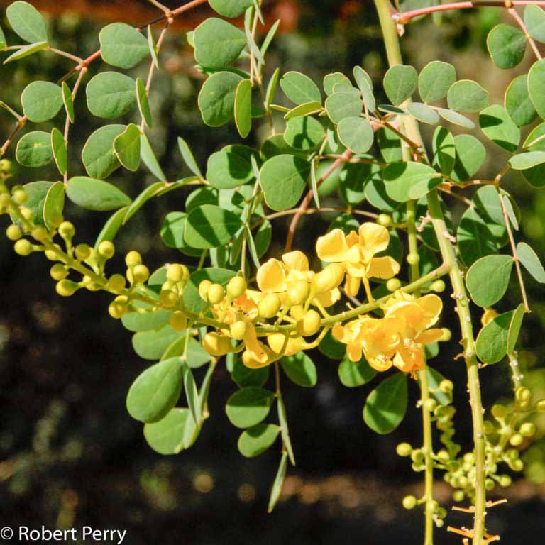 Cascalote - Waterwise Garden Planner