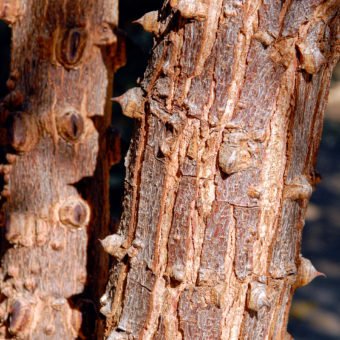 Cascalote - Waterwise Garden Planner