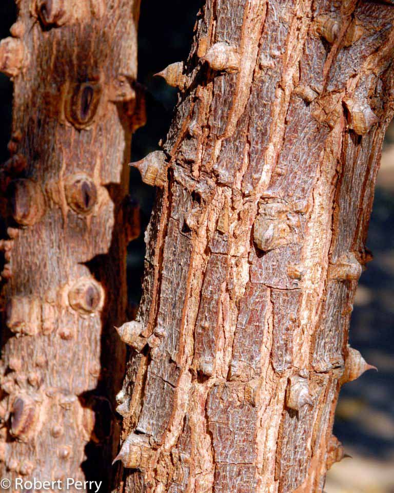 Cascalote - Waterwise Garden Planner