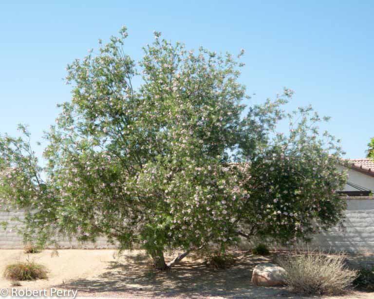 Desert willow + cvs - Waterwise Garden Planner