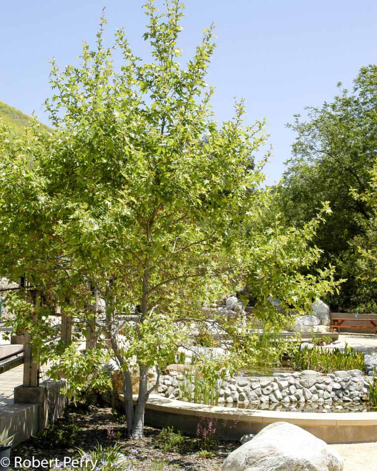 Western sycamore - Waterwise Garden Planner