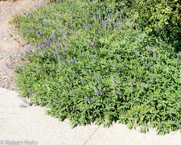 Mrs. Beard sage - Waterwise Garden Planner