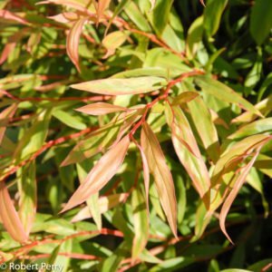 Dwarf peppermint tree - Waterwise Garden Planner