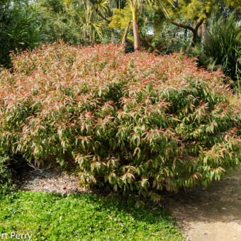 Dwarf peppermint tree - Waterwise Garden Planner