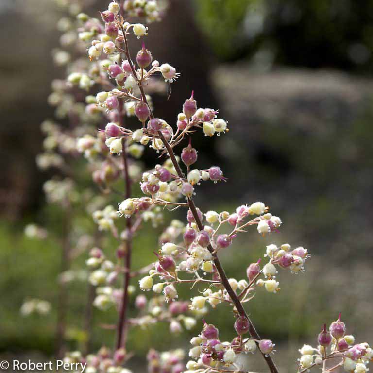Island alum root - Waterwise Garden Planner