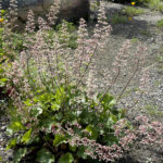 Island alum root - Waterwise Garden Planner