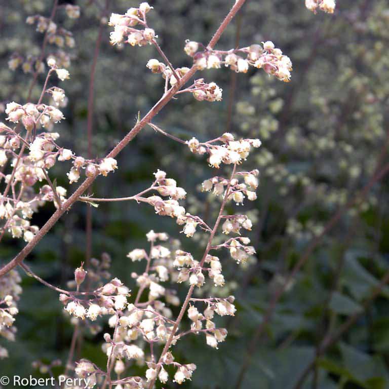 Island alum root - Waterwise Garden Planner