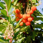 Marina strawberry tree - Waterwise Garden Planner