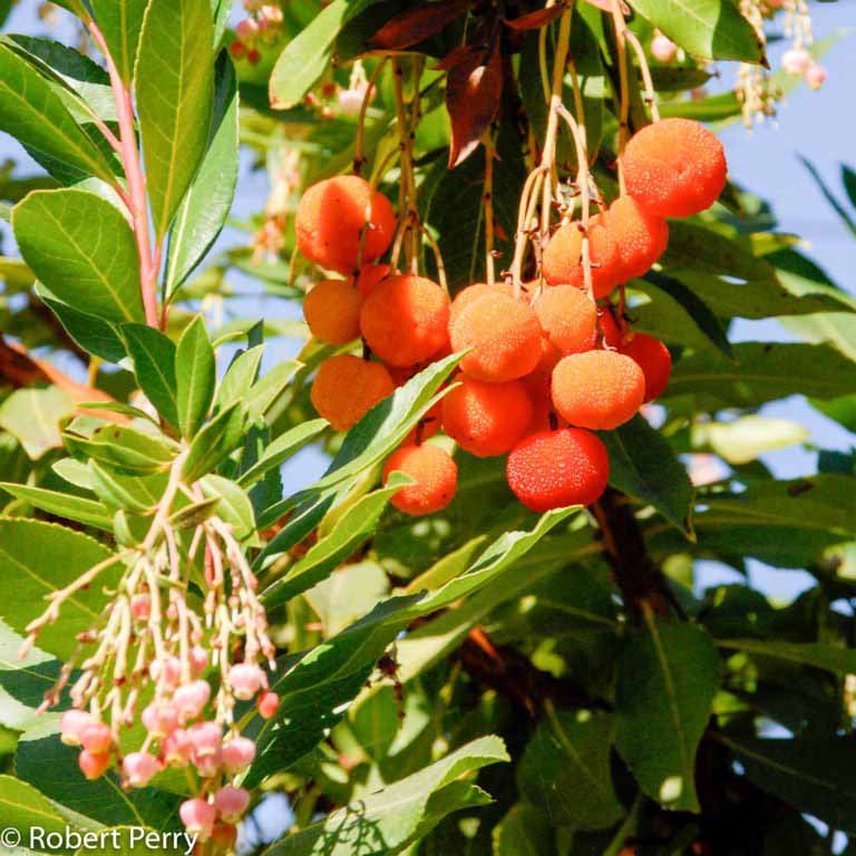 Marina strawberry tree - Waterwise Garden Planner