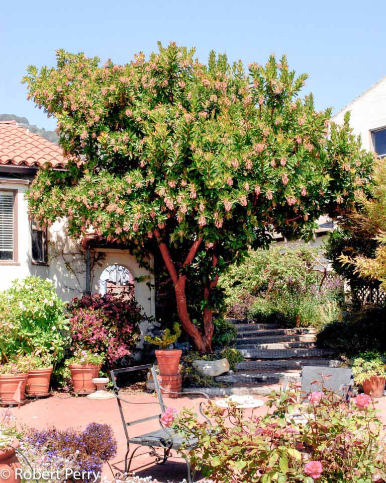 Marina strawberry tree - Waterwise Garden Planner
