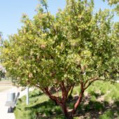 Marina strawberry tree - Waterwise Garden Planner