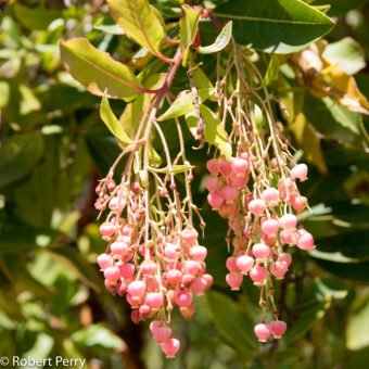 Marina strawberry tree - Waterwise Garden Planner