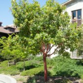 Marina strawberry tree - Waterwise Garden Planner