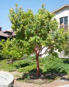 Marina strawberry tree - Waterwise Garden Planner