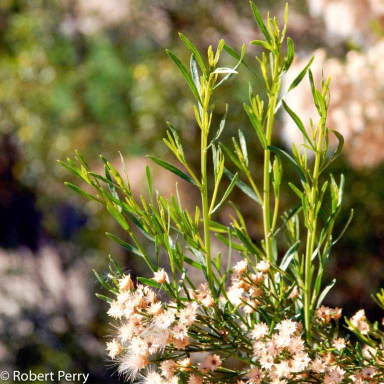 Broom baccharis - Waterwise Garden Planner