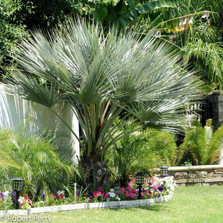 Blue hesper palm - Waterwise Garden Planner