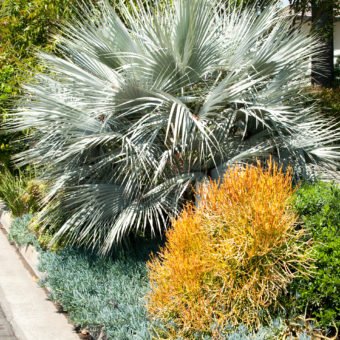 Blue hesper palm - Waterwise Garden Planner