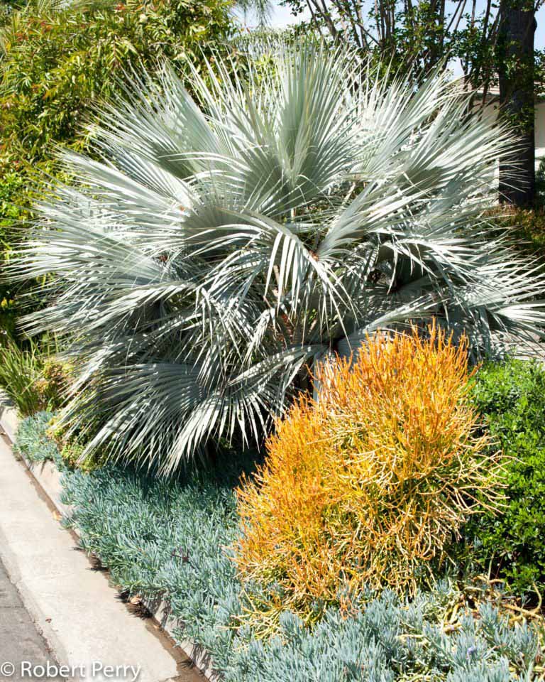 Blue hesper palm - Waterwise Garden Planner