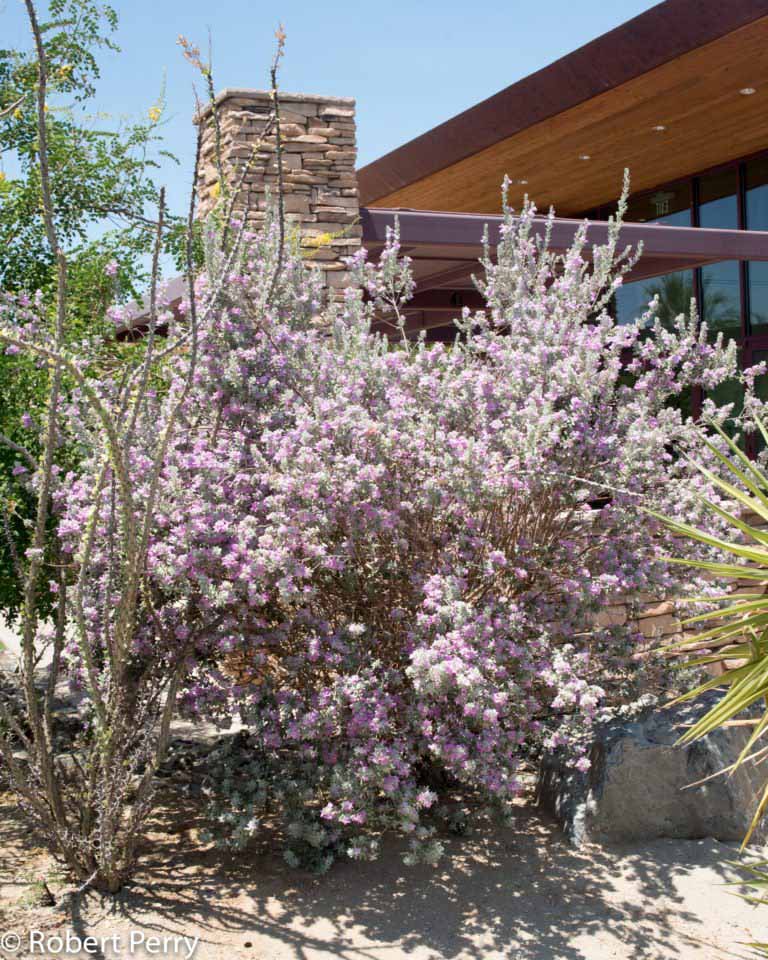 Texas ranger + cvs - Waterwise Garden Planner