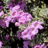 Texas ranger + cvs - Waterwise Garden Planner