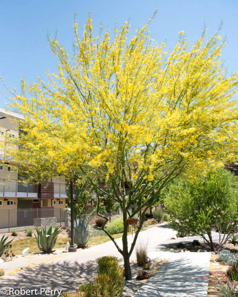 Parkinsonia Desert Museum