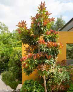 Bronze loquat - Waterwise Garden Planner