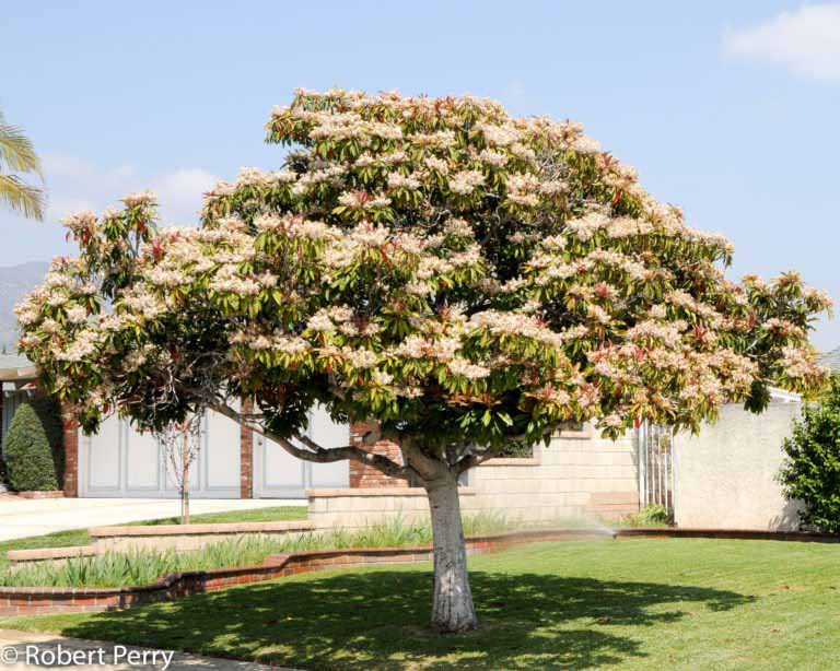 Bronze loquat - Waterwise Garden Planner