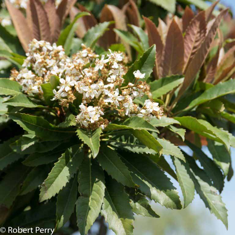 Bronze loquat - Waterwise Garden Planner