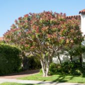 Bronze loquat - Waterwise Garden Planner