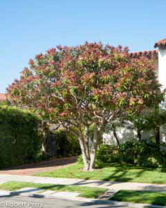 Bronze loquat - Waterwise Garden Planner