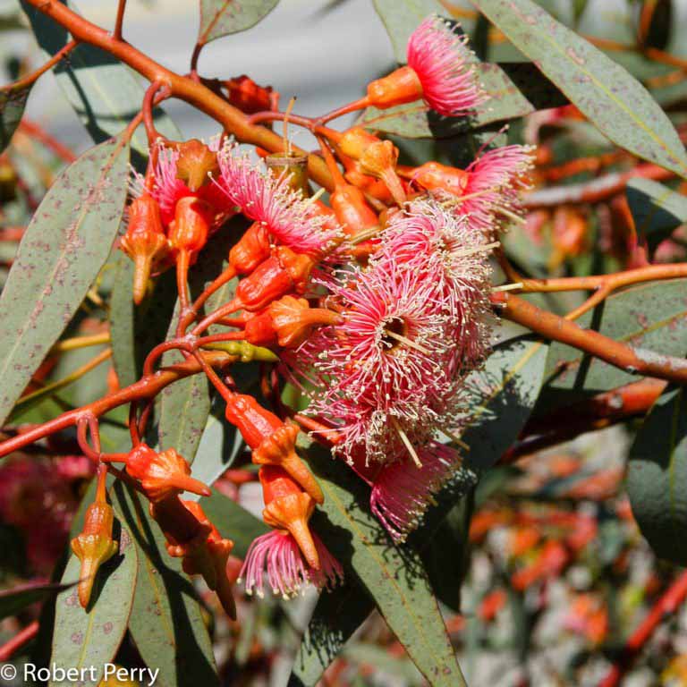 Coral gum - Waterwise Garden Planner