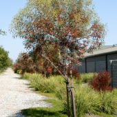 Coral gum - Waterwise Garden Planner