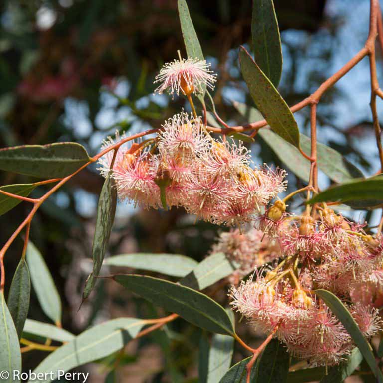 Coral gum - Waterwise Garden Planner