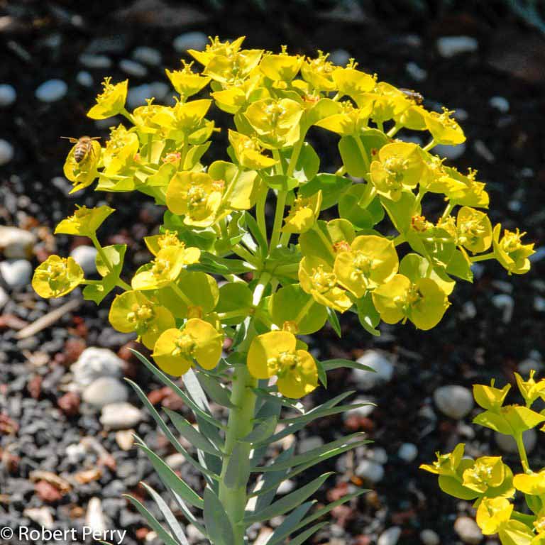 Silver spurge - Waterwise Garden Planner