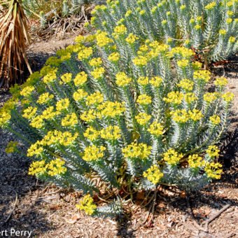 Silver spurge - Waterwise Garden Planner