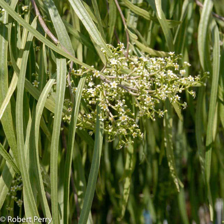 Australian willow, Wilga - Waterwise Garden Planner