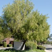 Australian willow, Wilga - Waterwise Garden Planner