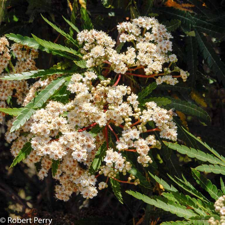 Fern-leaf Catalina ironwood - Waterwise Garden Planner