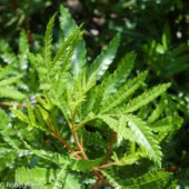 Fern-leaf Catalina ironwood - Waterwise Garden Planner